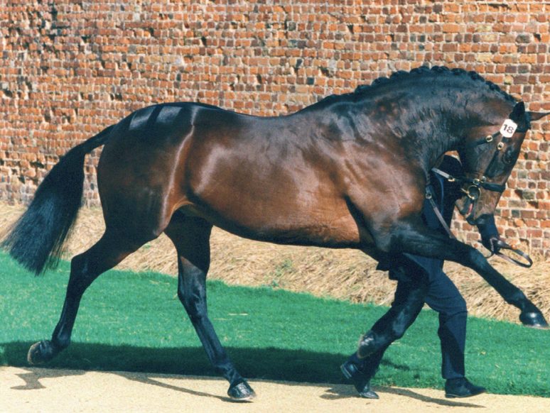 Our Stallions – New Hill Farm